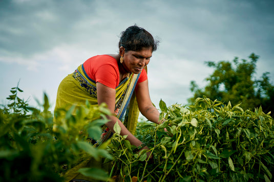 The Ferns' Food Story – Ferns Food